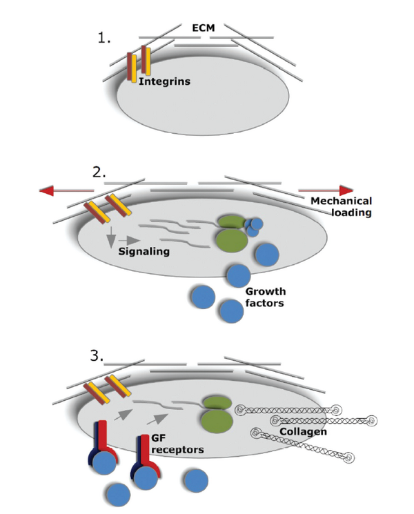 Mechanotherapy: how physical therapists prescription of exercise ...